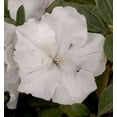 Encore Azalea Assorted (1 Gallon) Flowering Shrub Live Outdoor Plant ...