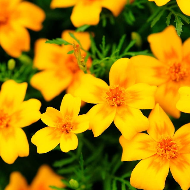 Signet Marigold Flower Garden Seeds - Gem Series - Golden - 1000 Seeds ...