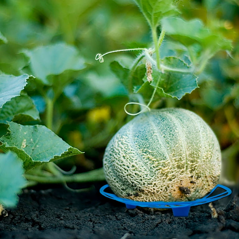 Melon Garden Plant Support