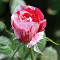 Heirloom Roses Rose Bush - Scentimental Live Plant, Fresh Real Double ...