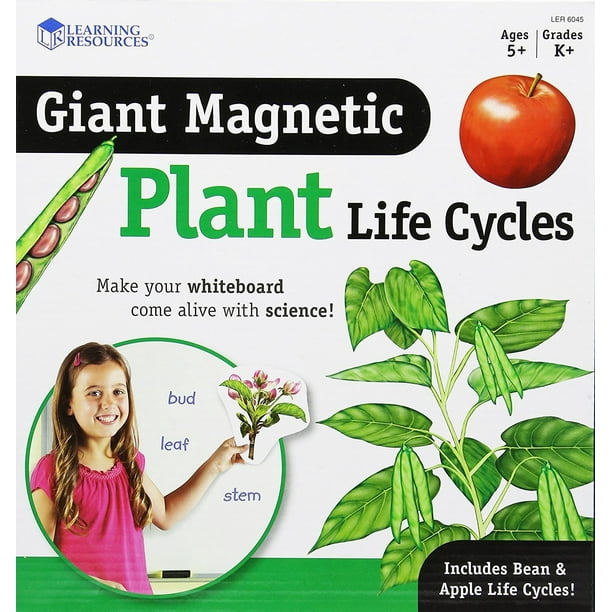 Learning Resources Giant Magnetic Plant Life Cycle, Educational Toys ... Learning Resources Giant Magnetic Plant Life Cycle, Educational Toys ...