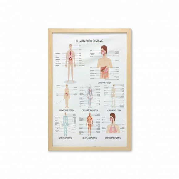 Life Size Human Body Poster