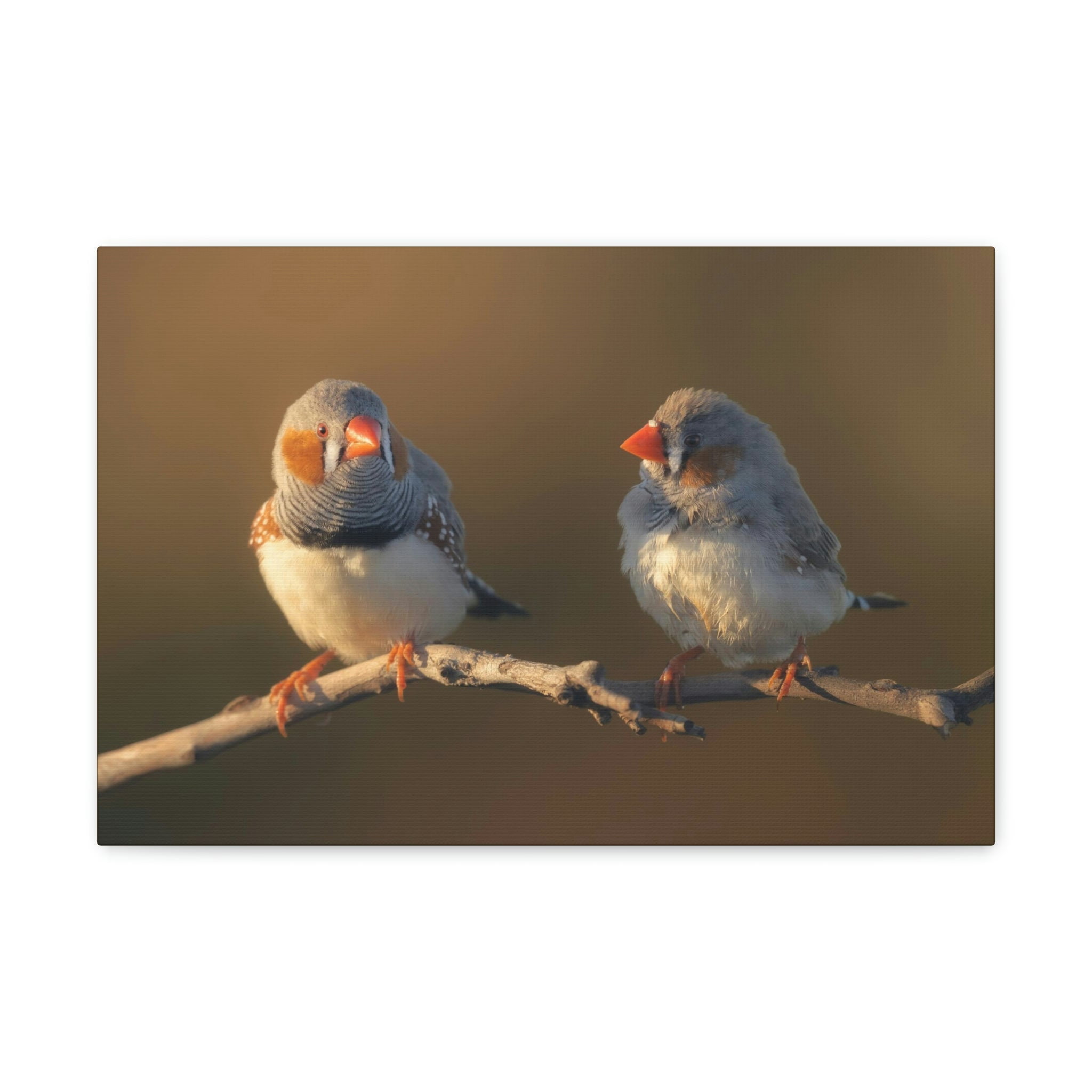 Zebra Finch Couple Zebra Finch Couple Print Animal Wall Art Wildlife ...