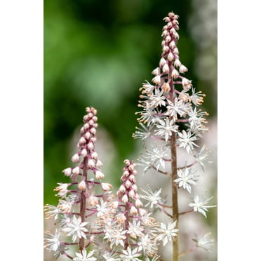 20 SUGAR SCOOP FOAMFLOWER White Tiarella Trifoliata Laceflower Flower ...