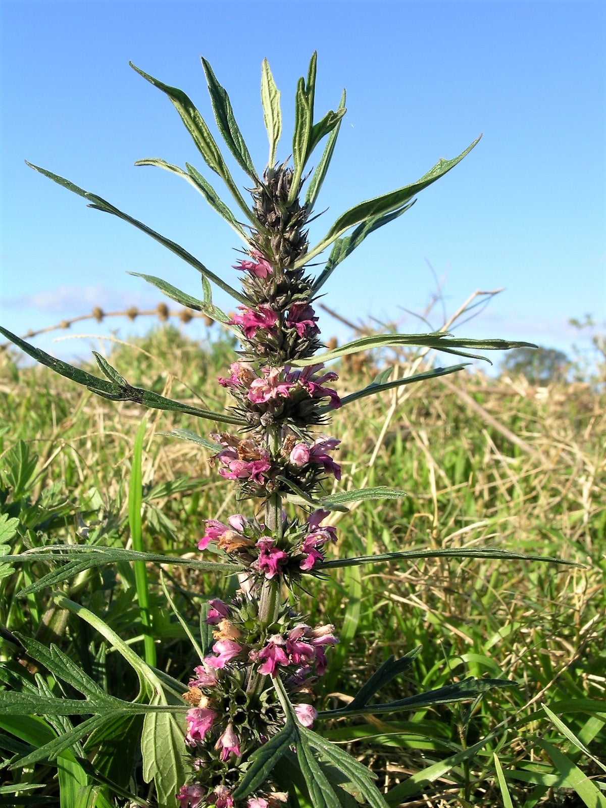 100 Pink CHINESE MOTHERWORT Leonurus Japonicus Siberian Honey Herb ...