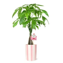 5IN Pink Princess Philodendron (Love You Edition) – Pink Jane Matte ...