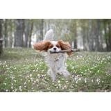 DOOG Supersticks Dog Toy Captain Fantastic Beige - Walmart.com
