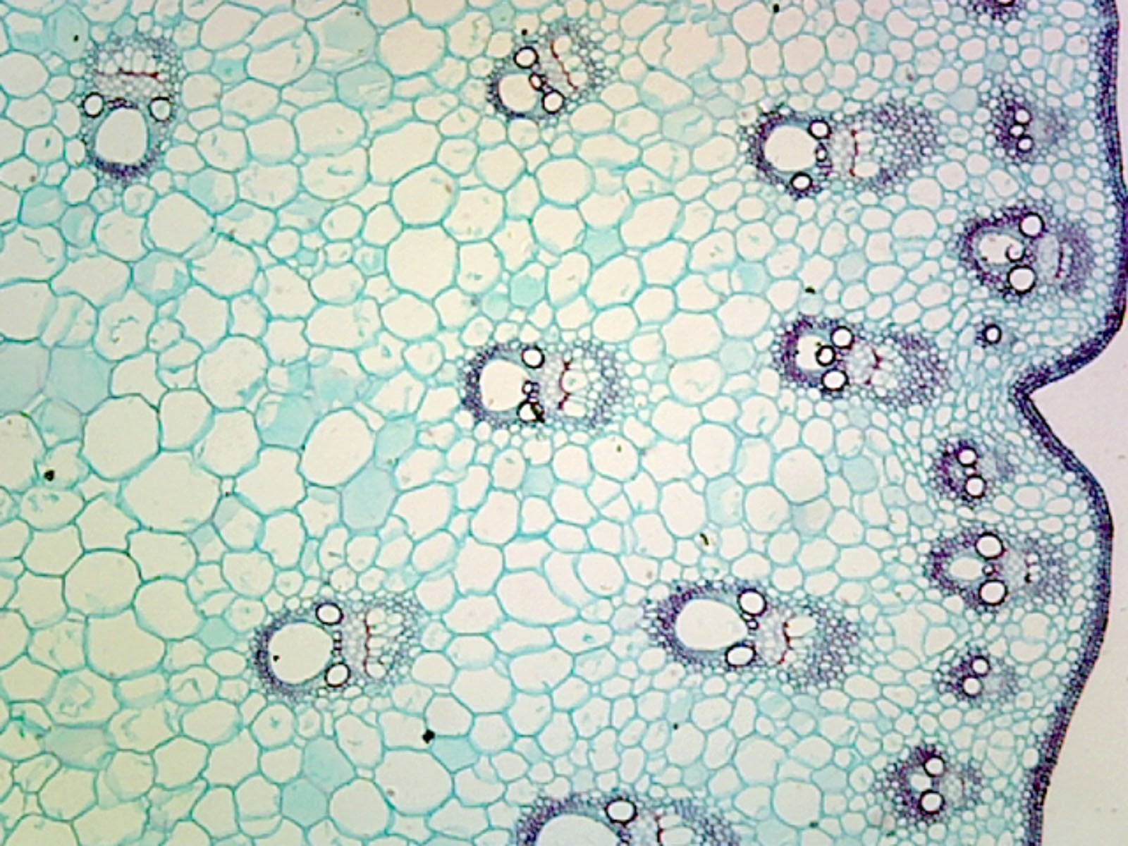 GSC International Elodea Stem Tip Cross Section Microscope Slide ...