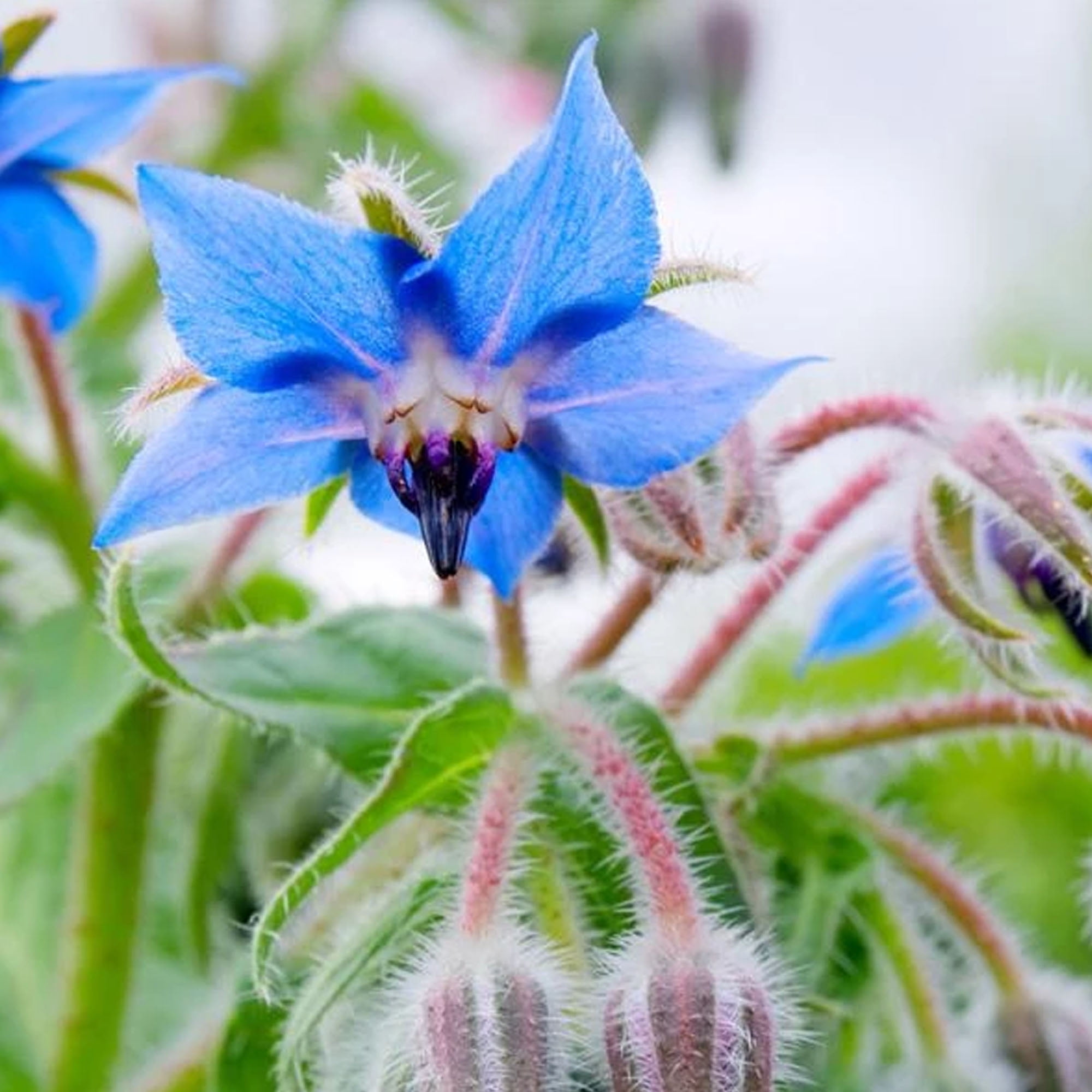 Borage Herb Seed - 2 g ~120 Seeds - Medicinal & Tea Herbal Gardening ...