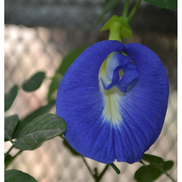 Clitoria Ternatea Seed