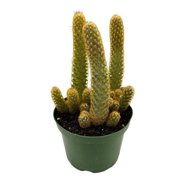 Barrel Cactus Assortment, 4 inch Set of 3, Easter Lily, Lemon Barrel ...