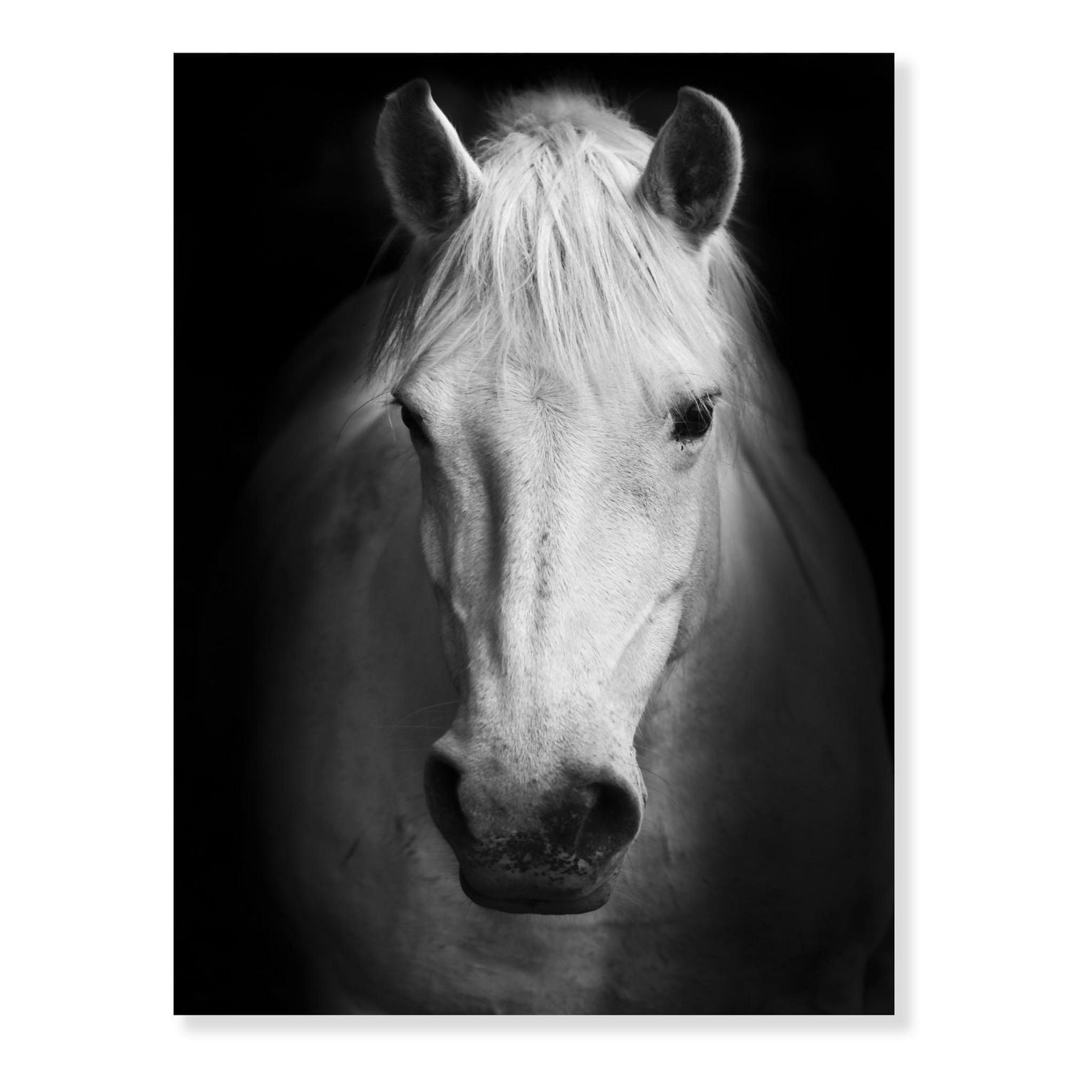 Click here for Designart White Horse Black And White Canvas Wall... prices