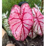Caladium Red Mix (All Red Varieties)-5 Bulbs - Walmart.com