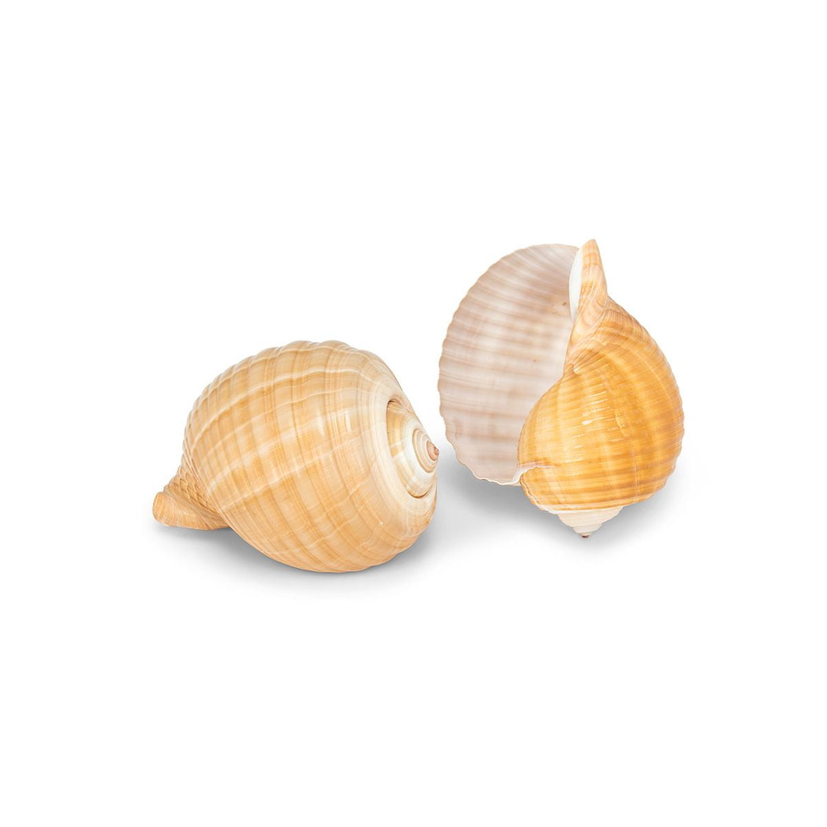 Set of 4 Tonna Shell - Walmart.com