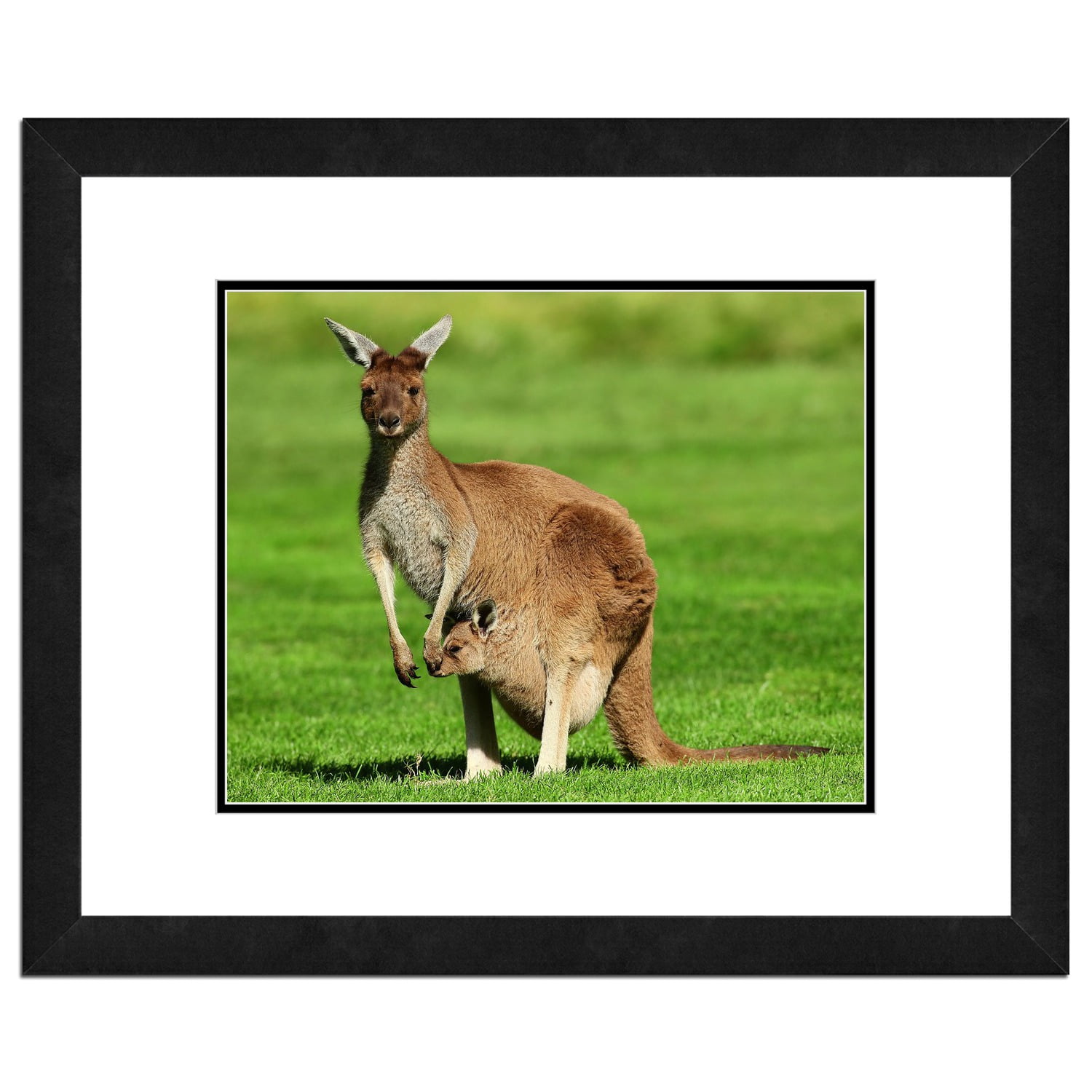 Kangaroo Framed Photo by Photo File - Walmart.com