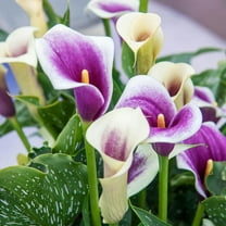 Sumatra Calla Lily Bulb 14/16cm - Gorgeous Pink! - Walmart.com