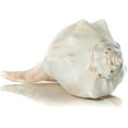 Seashell | 1 Off-White Polished Atlantic Whelk 7"-8" | Display & Beach ...