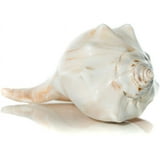 Seashell | 1 Off-White Polished Atlantic Whelk 7"-8" | Display & Beach ...
