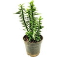 Devils Backbone - Live Starter Plant in a 2 Inch Pot - Pedilanthus ...