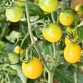 Yellow Cherry Tomato Plants, 4 Inch Pot, 4-8" Tall Live Cherry Tomatoes ...