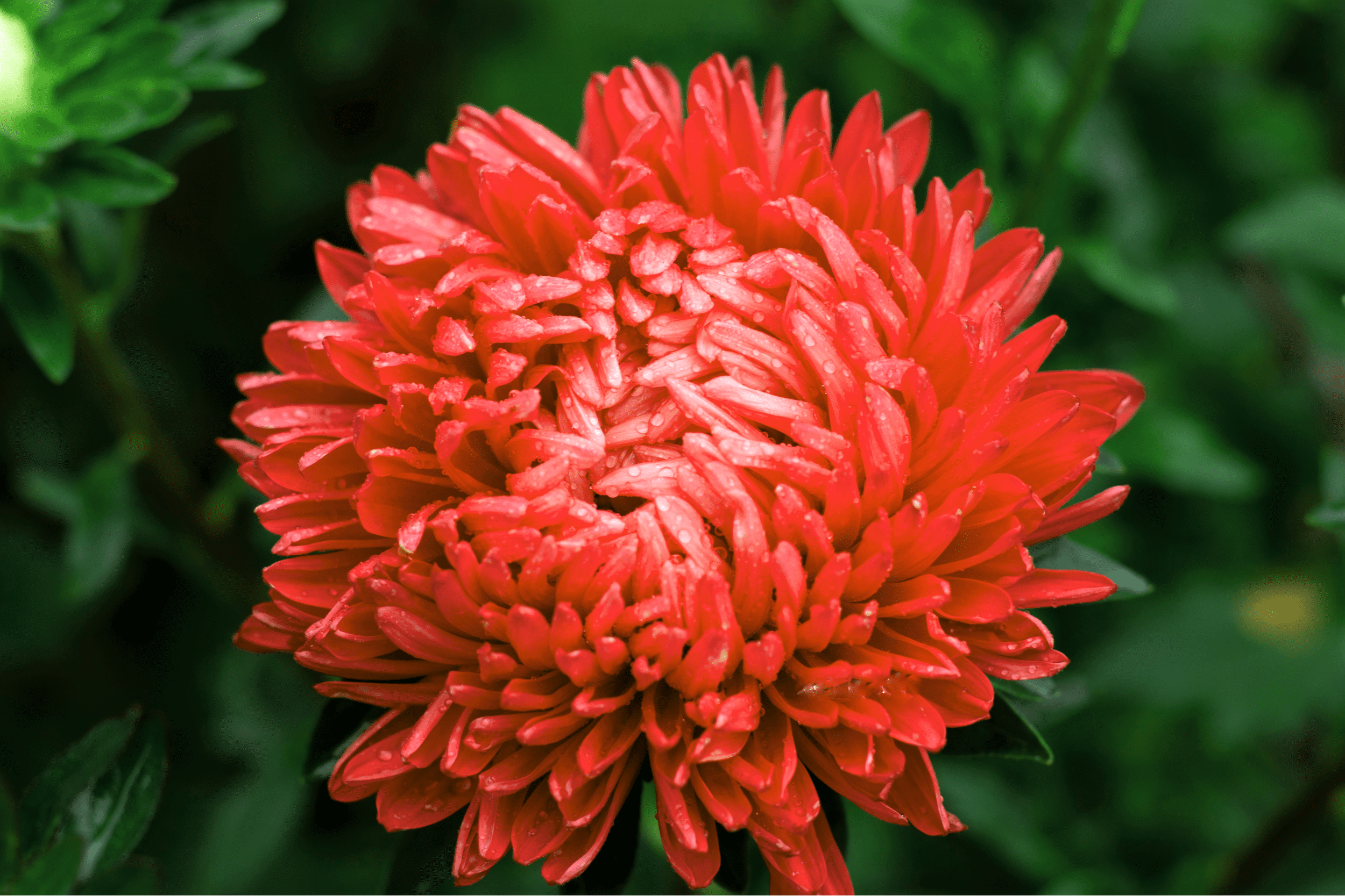 30 Double SCARLET PAEONY ASTER Red Peony Callistephus Flower Seeds ...