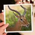 3drose, Tanzania, Impala Antelope, Lake Manyara Np-af45 Rbe0550 - Ralph ...