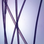 Spider Prepared Microscope Slide, Whole-Mount - Walmart.com