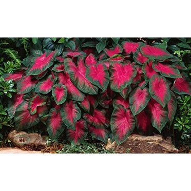 Fancy Caladium Bulbs for Planting (2 Bulbs) - Easy & Fast Growing ...