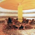 Cozy Chickens Premium Chick Brooder Habitat PLUS Includes Water Tube ...