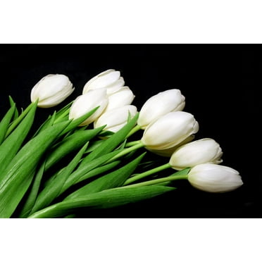 10 White Tulip Bulbs for Planting - Easy to Grow - Made in USA, Ships ...