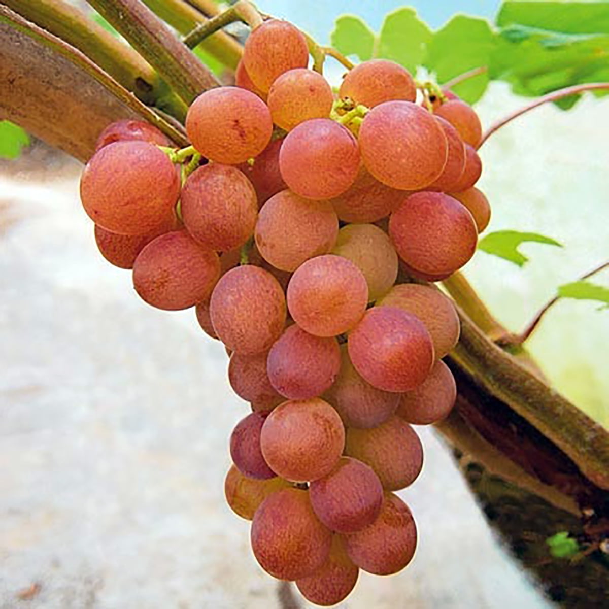 Vanessa Red Seedless Grape Plant - 2.5" Pot - Walmart.com