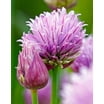 Herb Garden Seeds Collection (10-Pack) - 100% Non GMO, Open Pollinated ...