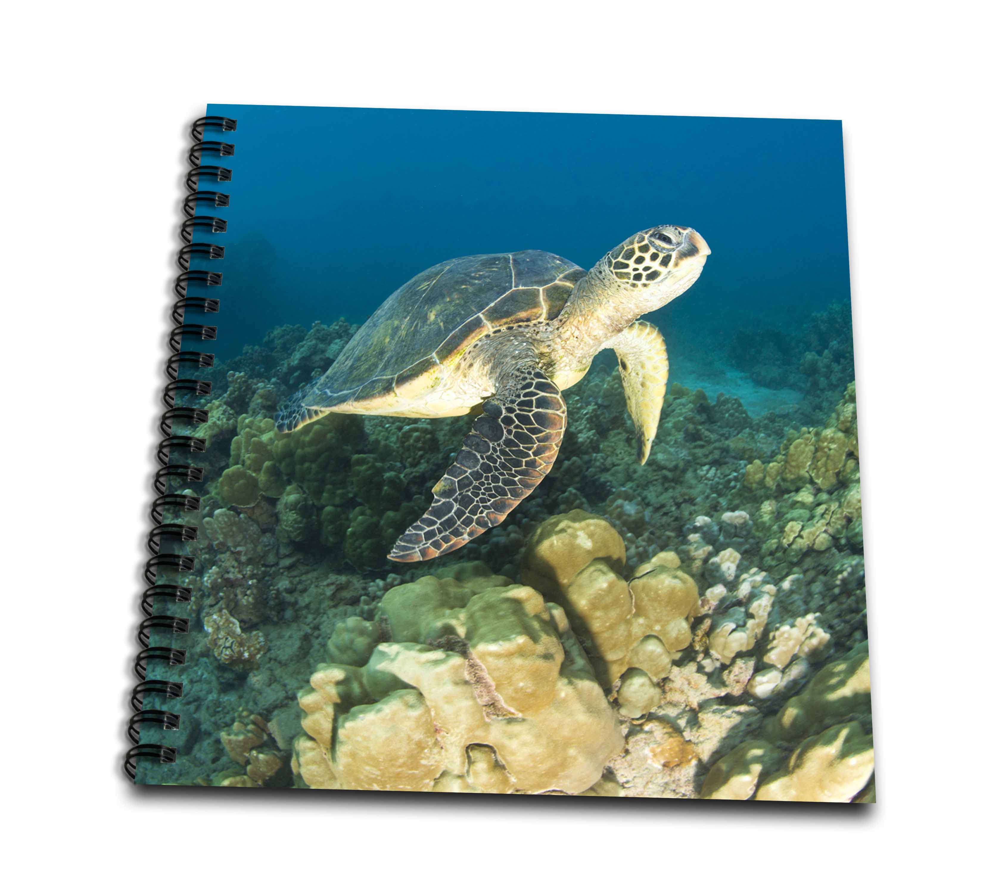 3dRose Green Sea Turtle, Makena SP, Maui, Hawaii - US12 SWS0150 ...