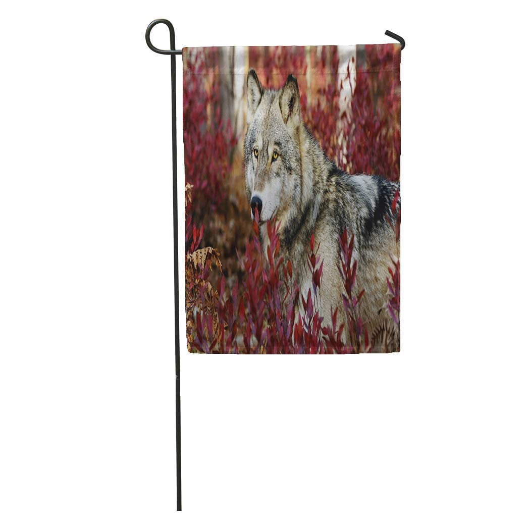 SIDONKU Gray Wild Grey Wolf in Beautiful Red Foliage Woods Forest Dog ...