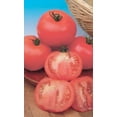 Pink Girl Tomato Plant- Two (2) Live Plants - Not Seeds - Each 5" to 7 ...