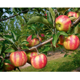 Live Pink Lady Apple Tree Red Apple Fruit Tree Sweet Apple Fruits Plant ...