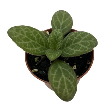 Hirt's Gardens Summer Song Asian Violet, Primulina, 2.5" Pot ...