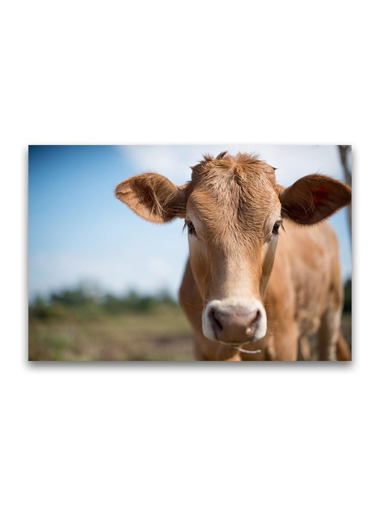 Beautiful Young Light Brown Cow Poster -Image by Shutterstock - Walmart.com