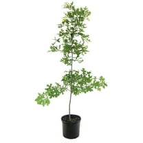 3 gal Swamp Chestnut Live Oak Tree with Full Sunlight - Walmart.com