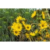 10 Yellow COMPASS PLANT Silphium Laciniatum Prairie Compassplant 4 ...