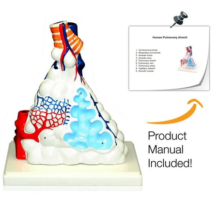 Isaac Technologies IC-B10476 Human Pulmonary Alveoli Model | Dissected ...