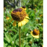 50 ROSILLA Helenium Puberulum Autumn Lollipop Sneezeweed Dogtooth Daisy ...