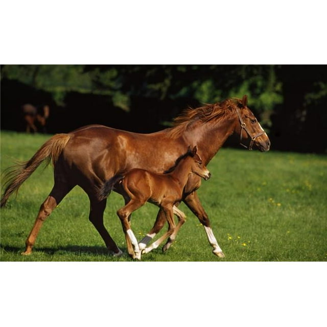 Posterazzi DPI1812778LARGE Thoroughbred Chestnut Mare & Foal Ireland ...