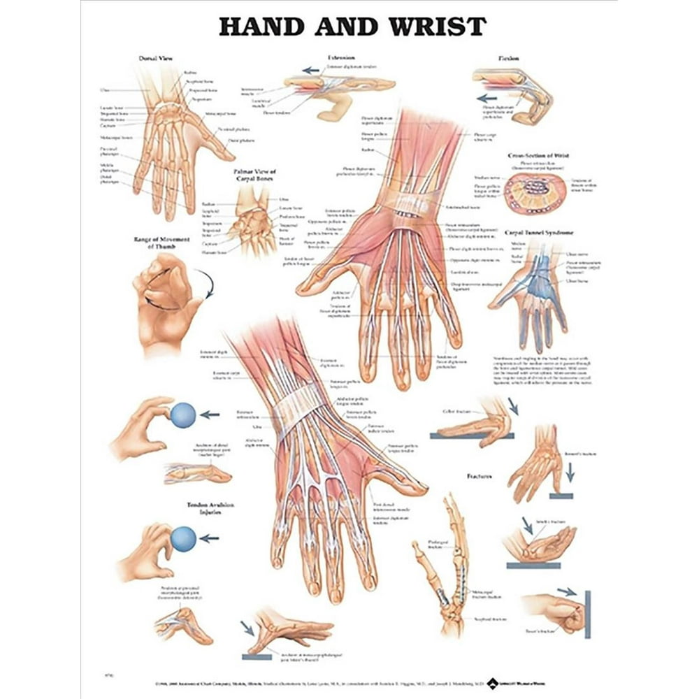Hand and Wrist Anatomical Chart - Walmart.com - Walmart.com