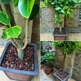 5lbs White River Rocks, 1-2 Inch Natural Pebbles for Indoor Plants ...