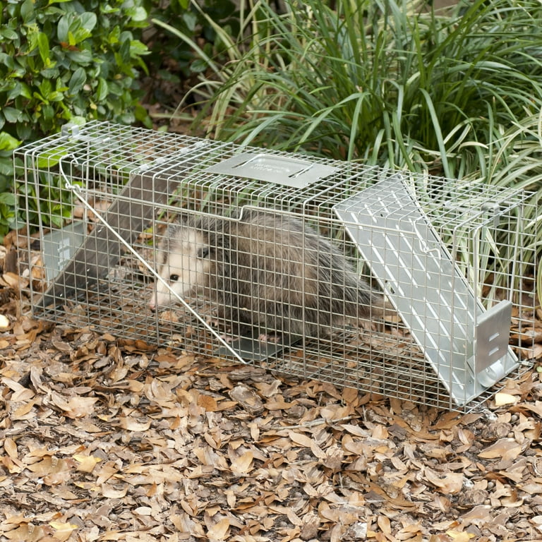 Live traps for raccoons store