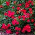 National Plant Network 3 gal Drift Rose Red Live Shrub Conditions in ...