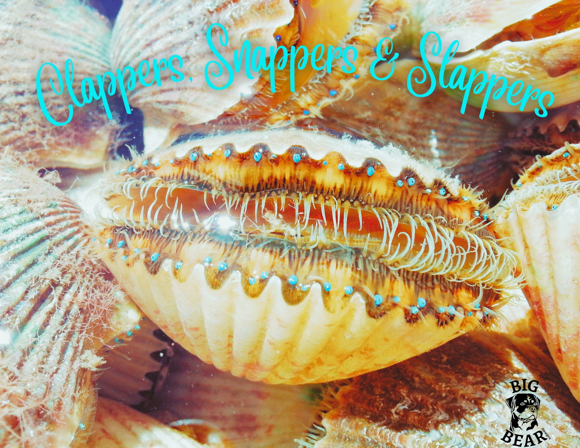 Clapper, Snappers & Slappers - Scallop / Designs by Big Bear Designs ...