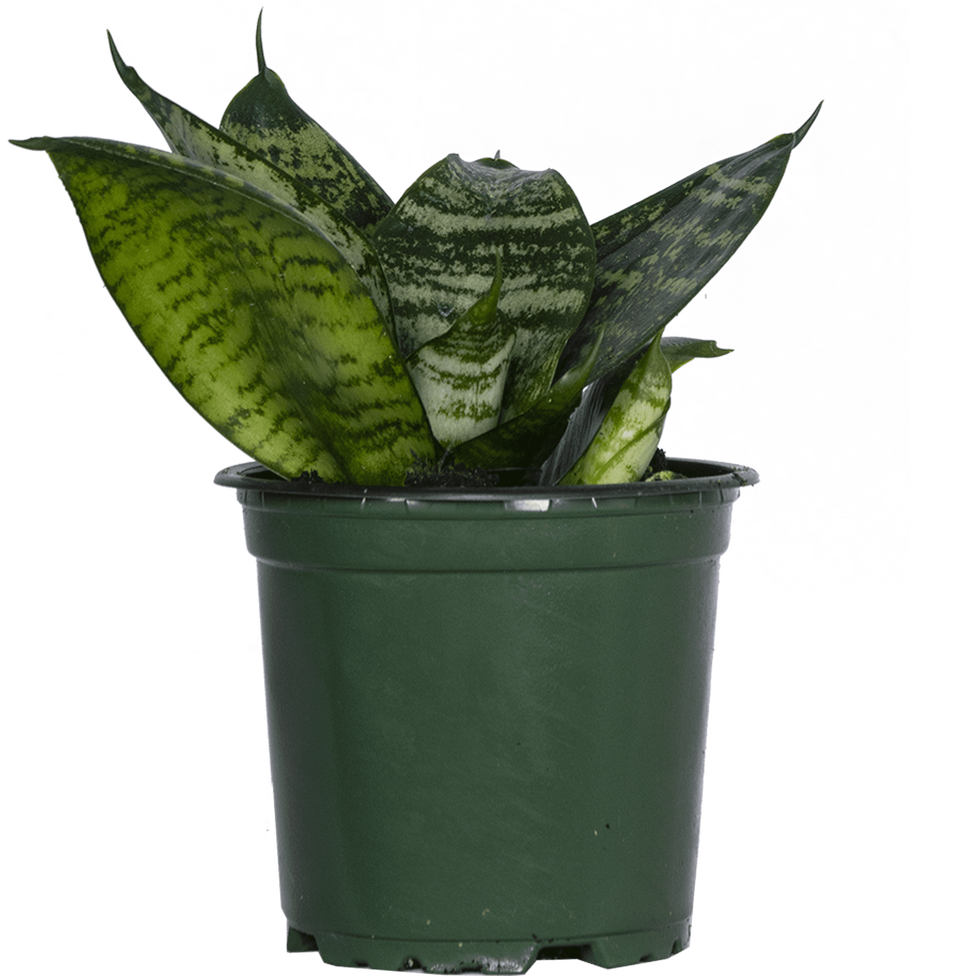 Click here for Plantsome Sansevieria Futura Birds Nest Snake Plan... prices