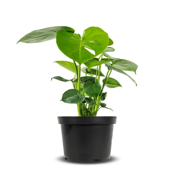 Variegated Monstera Plant